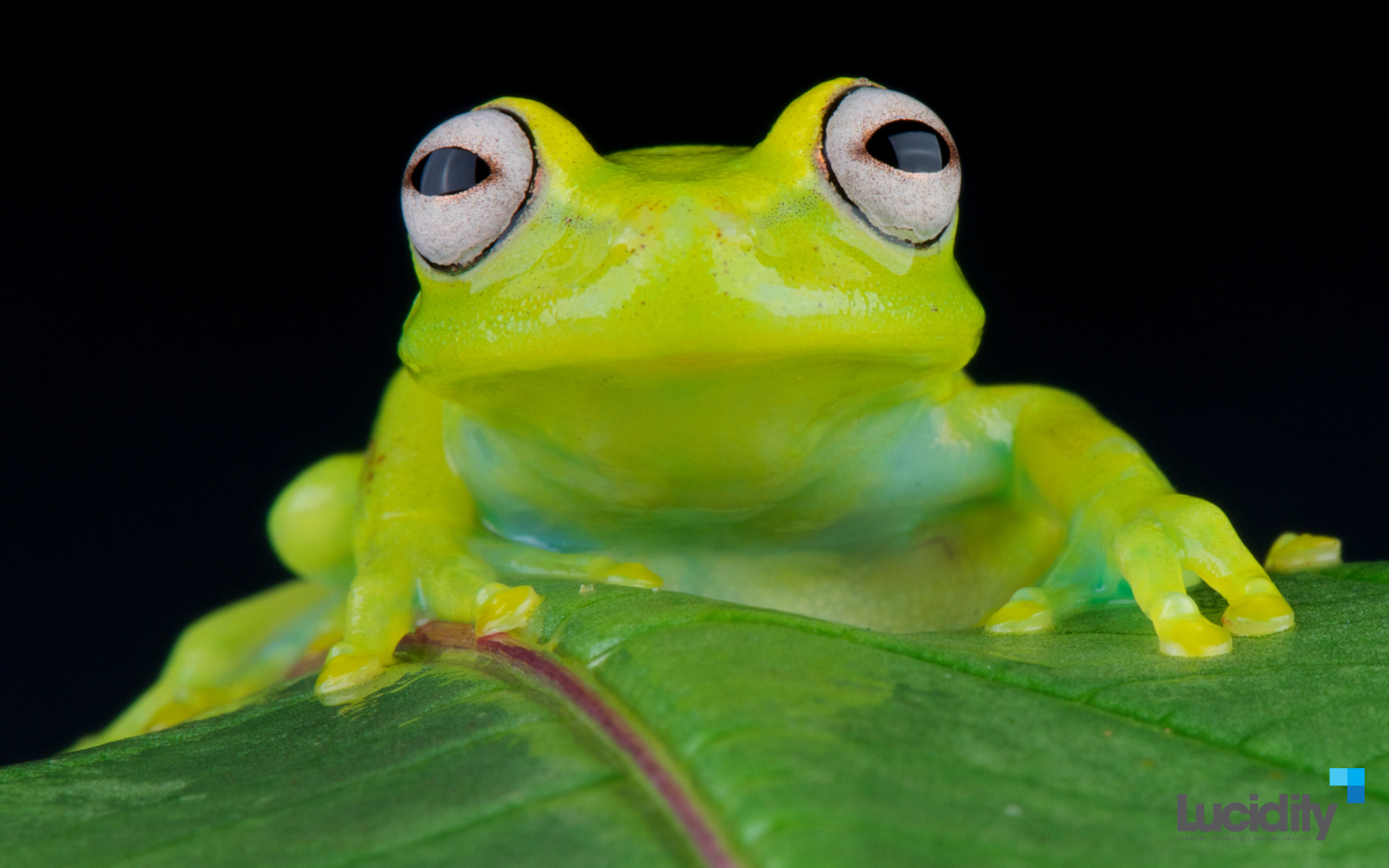 How to build confidence in your team > Lucidity confident